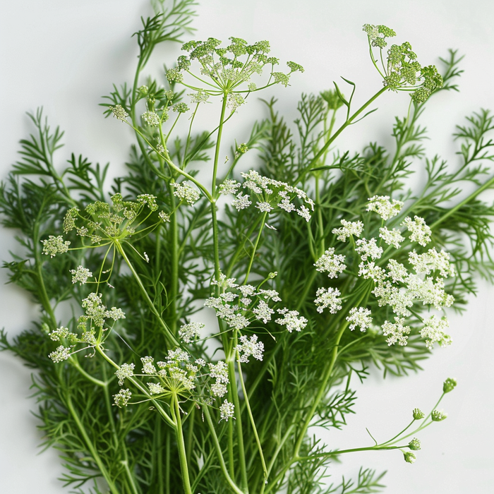 200 Green Anise Seeds