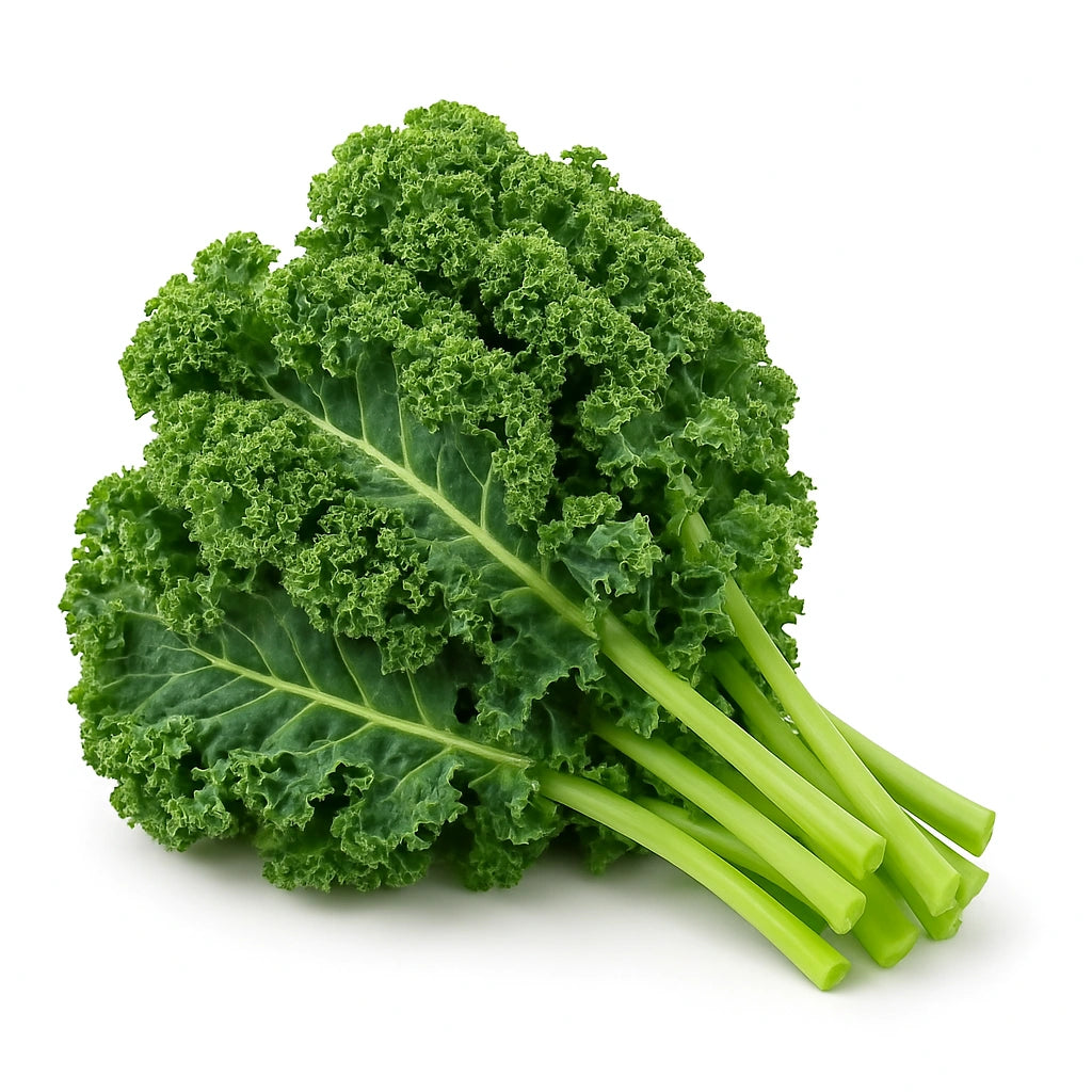 350 Graines de Chou Kale Demi-Nain (Brassica oleracea colvar var sabel