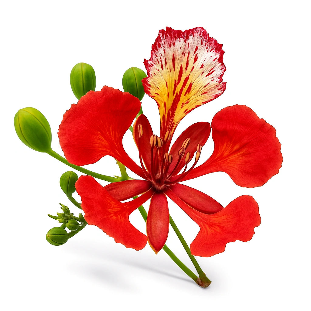 5 Royal Flamboyant Seeds (Delonix regia)