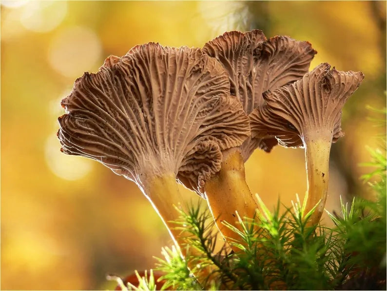 Gray Chanterelle Mycelium - Mushroom Cultivation Kit