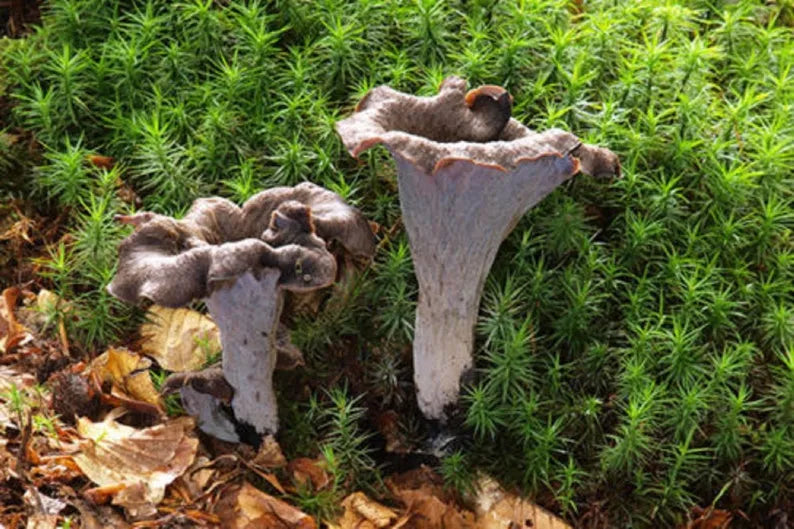 Trumpet of Death Mycelium - Mushroom Growing Kit